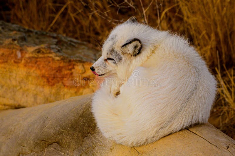 Closeup of an Arctic Fox Resting in a Wilderness during the Golden Hour ...