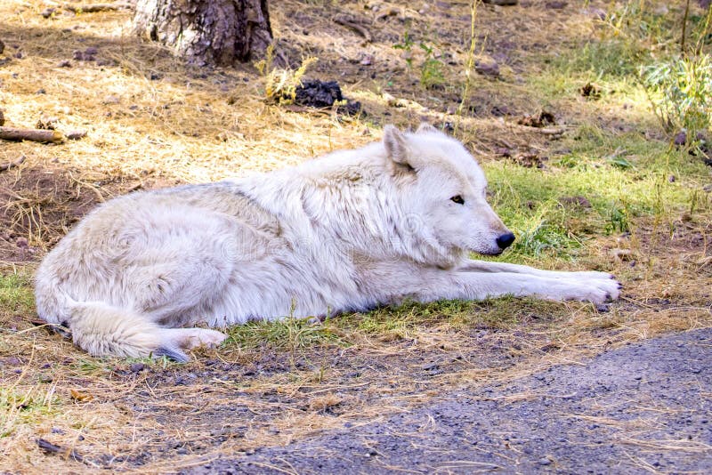 Arctic Wolf Laying Down stock photo. Image of carnivore - 205911852
