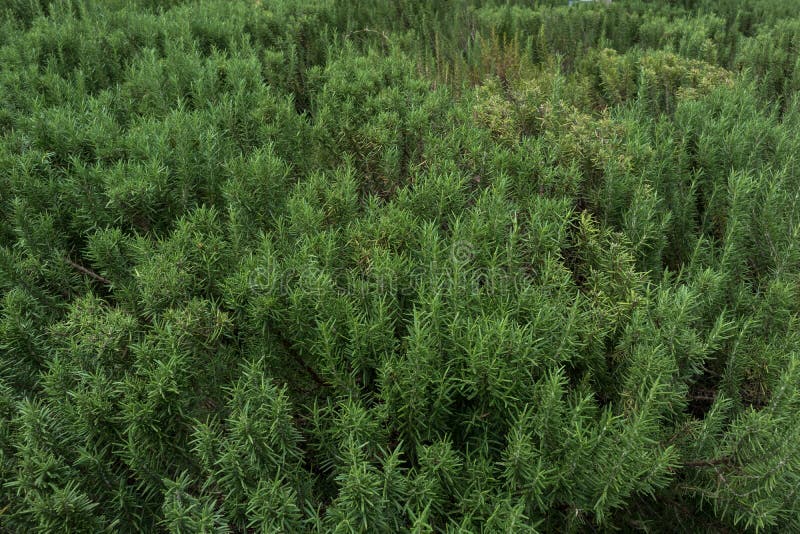 Rosemary in field stock photo. Image of cultivated, herb - 37161550