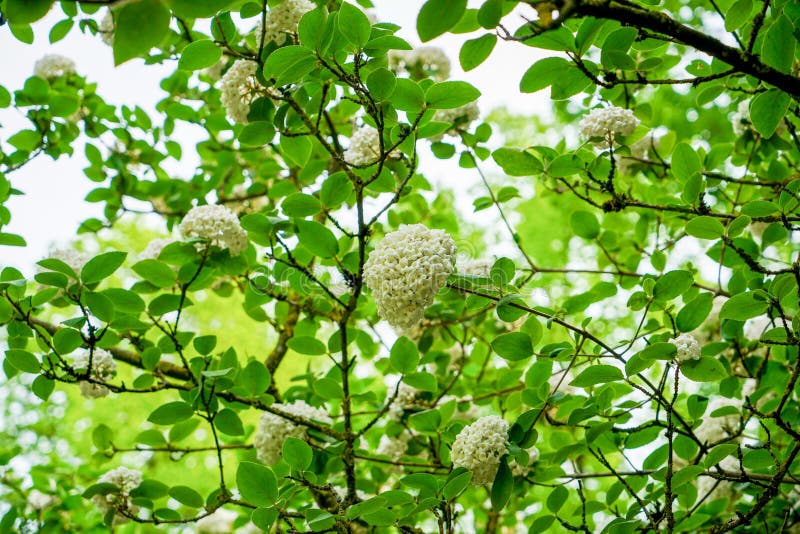 Closeup of Arrowwood Treeduring Daylight Stock Image - Image of ...