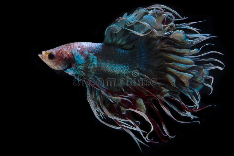 Closeup Art Movement of Multi Colour Betta Fish,Betta Fish, Siamese ...