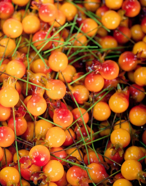 Closeup of Artificial Yellow Berries with Wire for Crafts Stock Photo ...