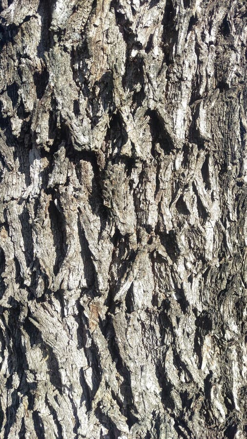 A Closeup of an Ash Tree`s Bark Stock Image - Image of trees ...