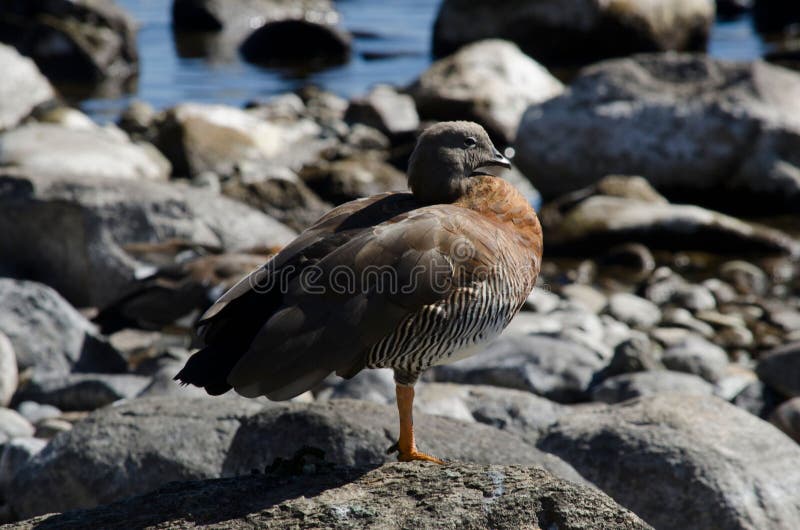 Closeup of an Ashy-headed Goose Perched on a Rock Surrounded by the Sea ...