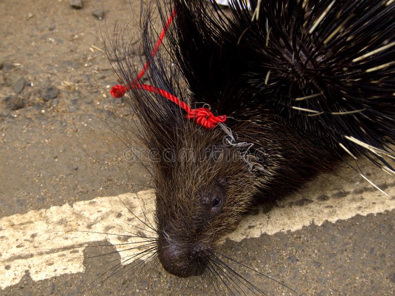 Closeup Porcupine Quill Spikes Black White Stock Photo - Image of large ...