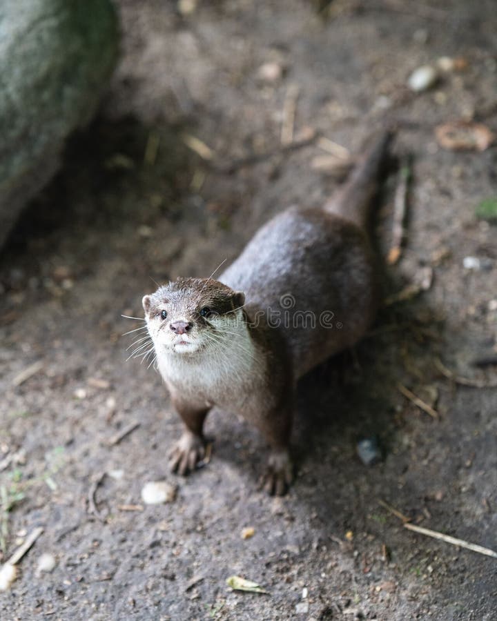 Closeup of an Asian Small-clawed Otter on the Ground, a Vertical Shot ...