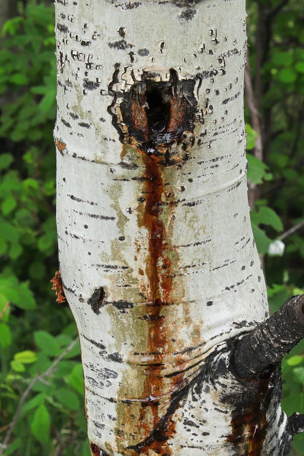 Closeup of an Aspen Poplar Weeping Sap in Spring from a Wound Stock ...