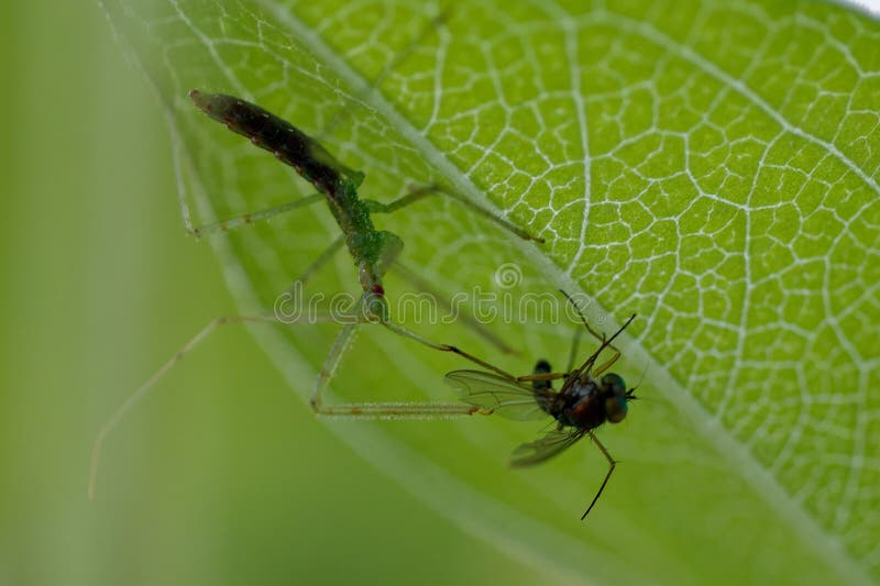 Assassin bug closeup stock photo. Image of closeup, nature - 57373688