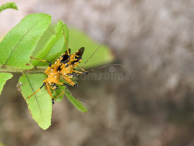 Closeup of an Assassin Bug (Harpactorinae) Mating on a Green Leaf with ...
