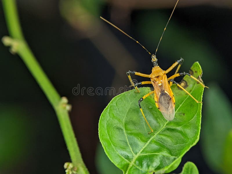 Closeup of Assassin Bug or Leaf-footed Bug Species in Theodore Wirth ...