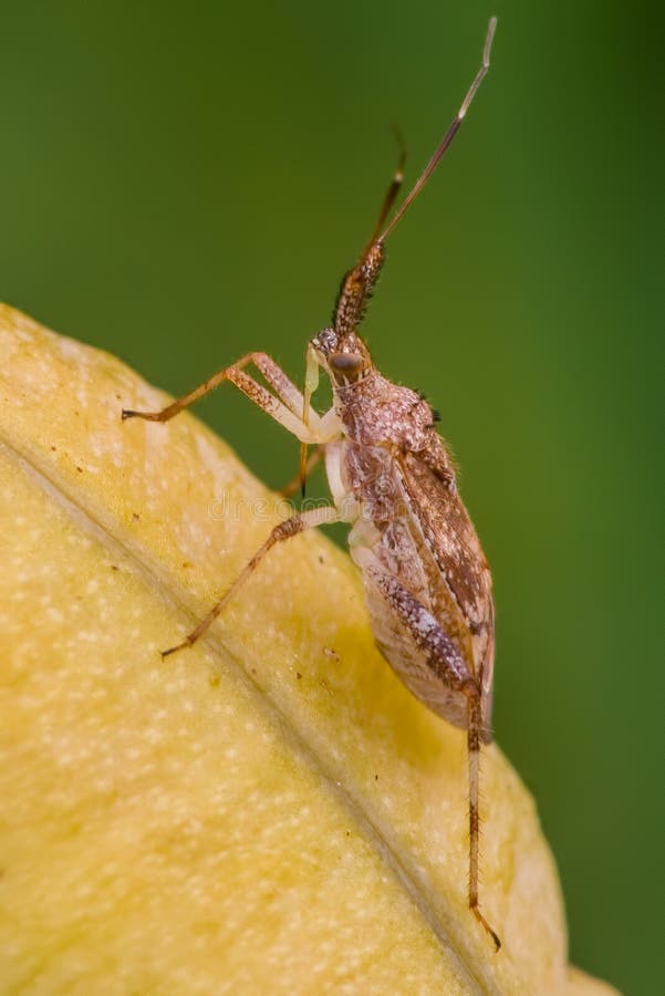 Leaf Footed Stink Bug Nymphs On Tomato Plant Leaf Stock Image - Image ...