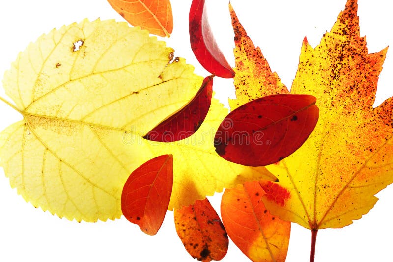 Closeup of Assorted Bright Colorful Autumn Leaves Isolated on White ...