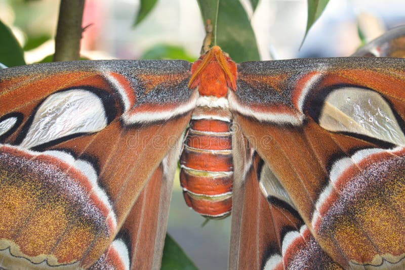 Closeup of an Atlas Moth Perching on Tree Branch Stock Image - Image of ...