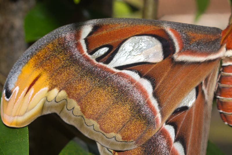 Closeup of an Atlas Moth Wing Perching on Tree Branch Stock Image ...