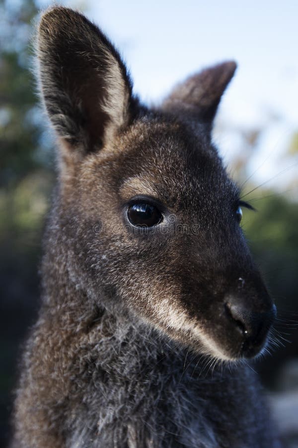 Australian Bush Wallaby Outside during the Day. Stock Image - Image of ...