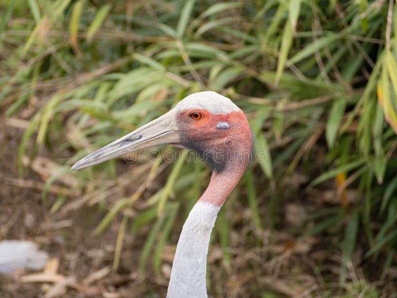 Closeup of a Australian Crane. Red Tones and Elongated Beak Stock Photo ...