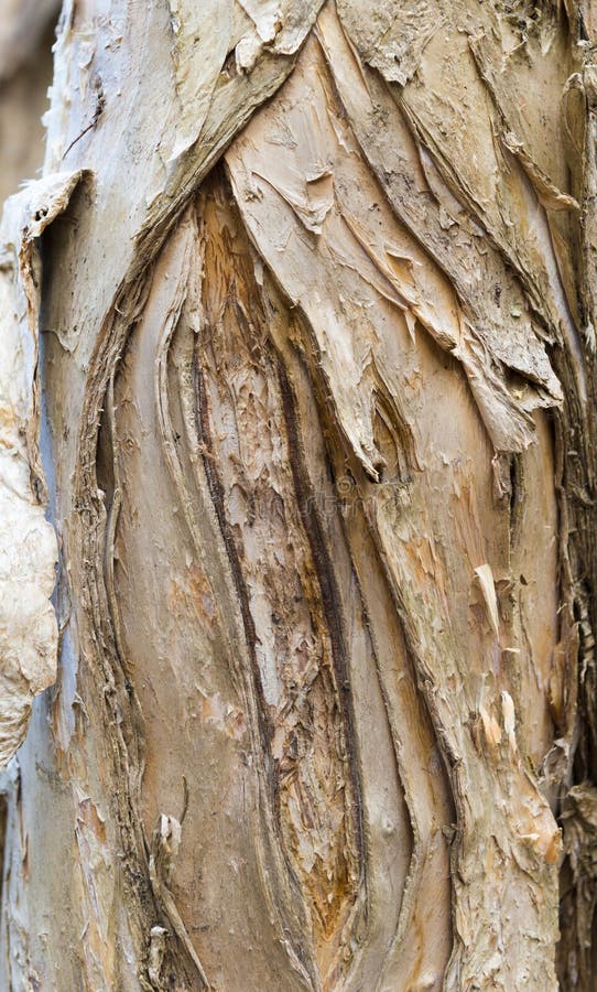Paperbark Tree Trunk stock photo. Image of nature, brown - 103189368