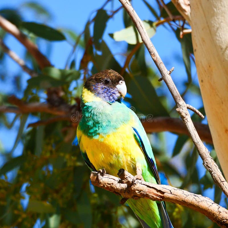 Closeup of Australian Ringneck Sitting on a Tree Branch Stock Image ...