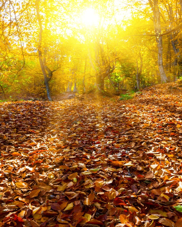 Autumn Forest Glade in the Rays of Shining Sun Stock Photo - Image of ...