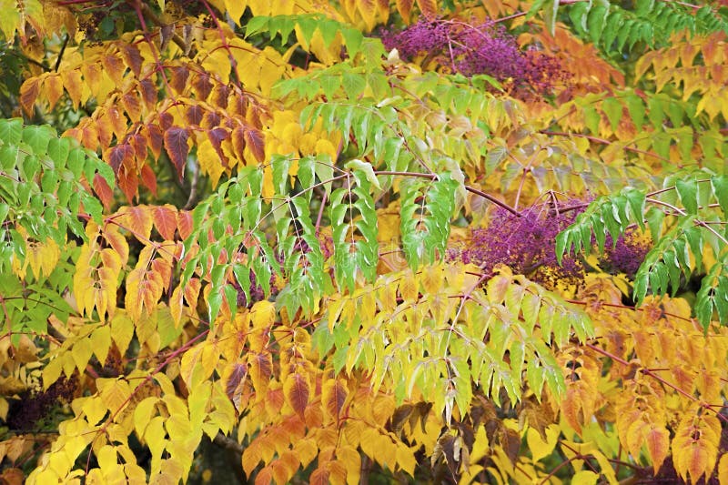 Closeup of Autumn Leaves stock image. Image of vibrant - 95785605