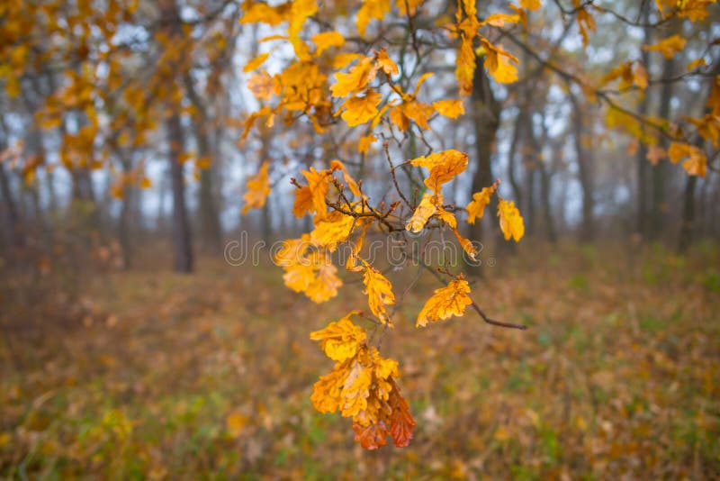 Closeup Autumn Red Oak Tree Branch in a Misty Forest Stock Image ...