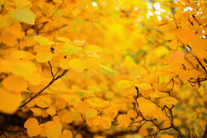 Closeup on Autumn Tree Branches with Yellow Leaves Stock Photo - Image ...