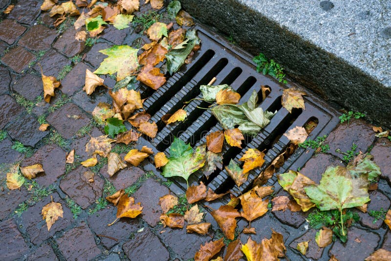 Leaves in drainage ditch stock photo. Image of blockage - 5114372