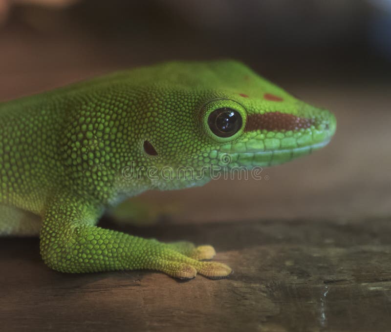 Grön Geckoödla arkivfoto. Bild av green, gecko, angus - 29584324