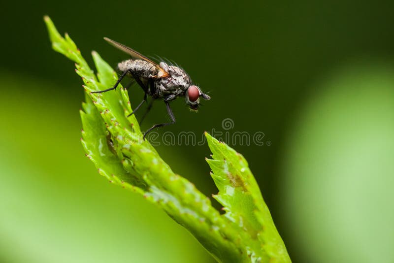Closeup av lite flugan fotografering för bildbyråer. Bild av stängning ...