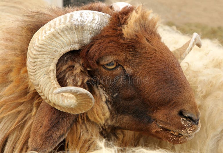 Closeup of awassi sheep stock image. Image of bovidae - 25107805