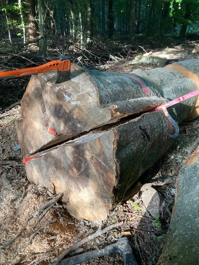 Closeup of an Axe Stuck in a Cut-down Tree in a Forest in Daylight ...