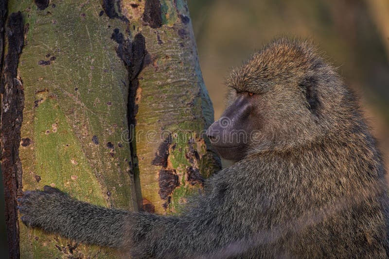 Closeup of a Baboon on a Tree in Africa Stock Photo - Image of monkey ...