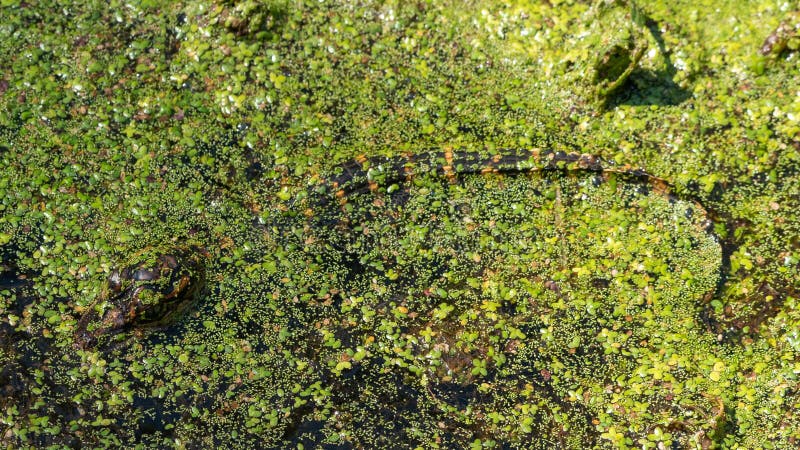 Closeup of a Baby Alligator Playing in the Swamp Stock Photo - Image of ...