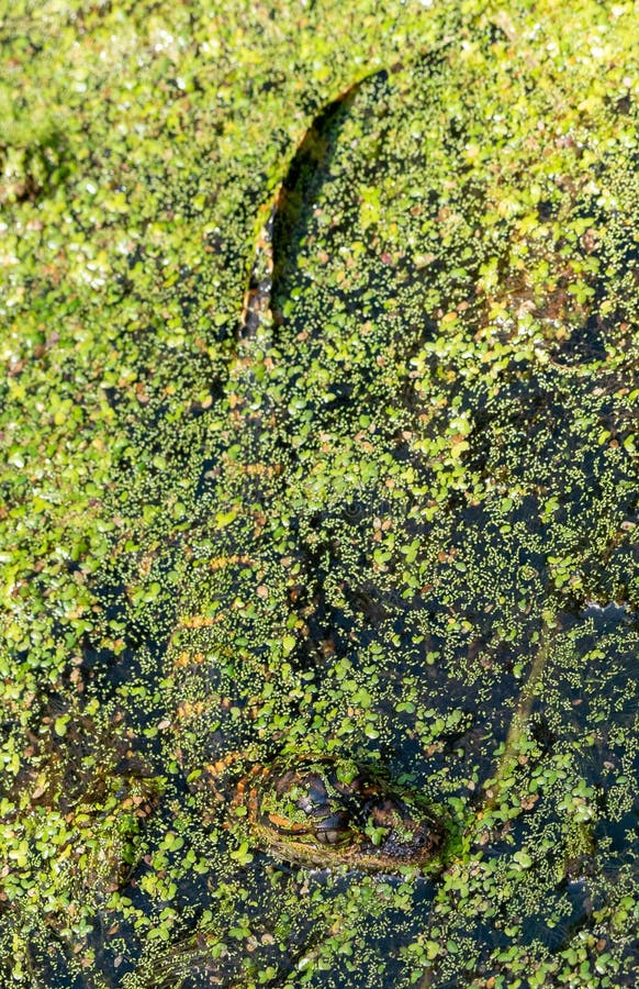 Closeup of a Baby Alligator Playing in the Swamp Stock Photo - Image of ...
