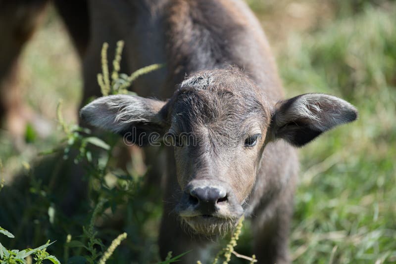 Closeup Baby buffalo stock image. Image of pink, krabau - 135509513