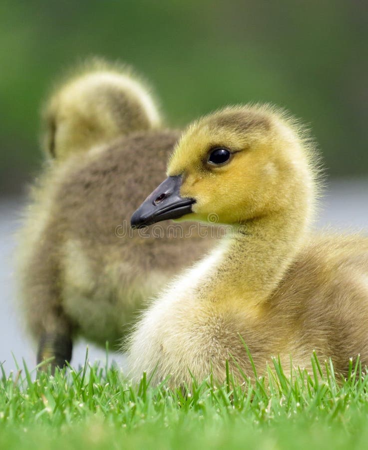 2,336 Canada Goose Portrait Stock Photos - Free & Royalty-Free Stock ...