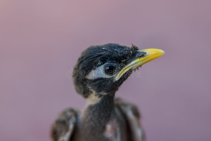 Baby Mynah Bird