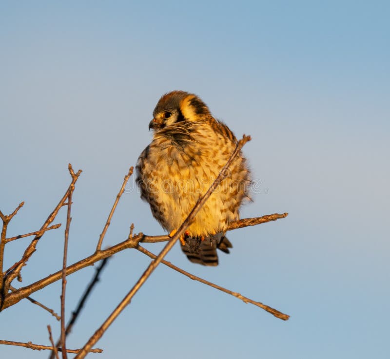 1,835 Baby Hawk Stock Photos - Free & Royalty-Free Stock Photos from ...