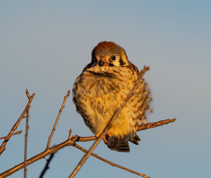 Closeup of a Baby Hawk Perched on a Branch Stock Image - Image of wing ...