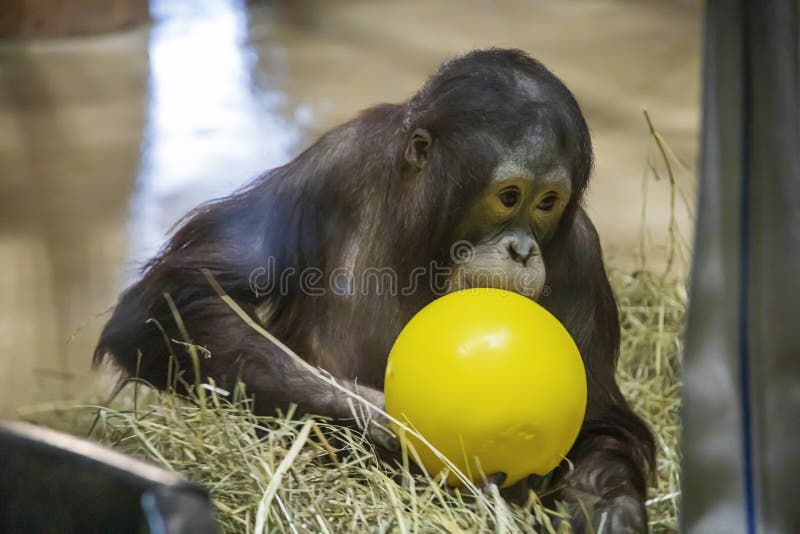 Closeup of a Baby Monkey Playing with a Ball at a Zoo Stock Photo ...