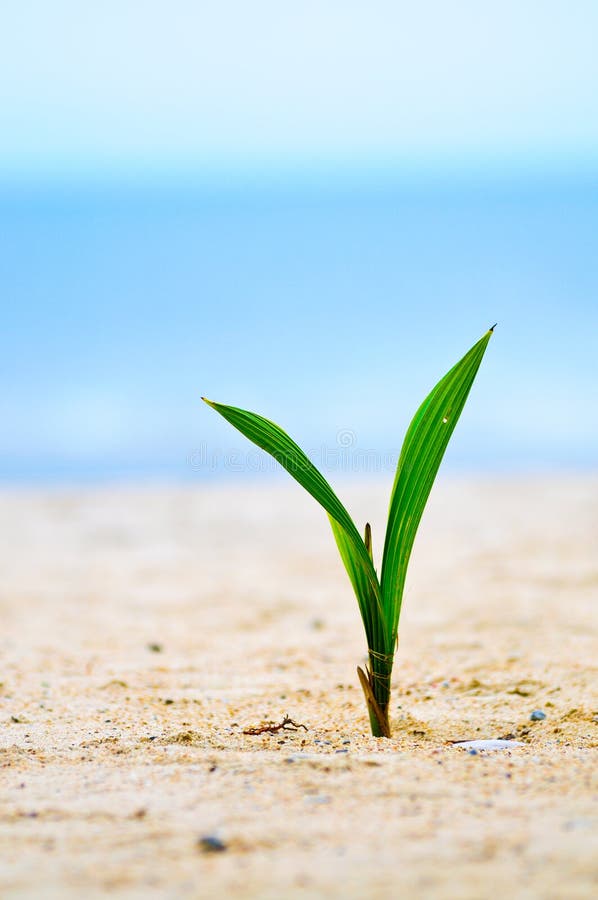 Closeup of Baby Tree on Sand Stock Photo - Image of grow, germinate ...