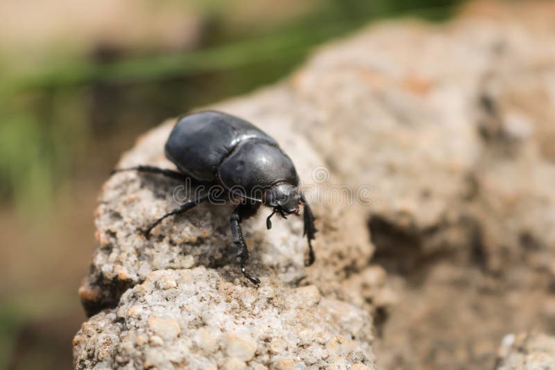 Closeup of a Back Bug on the Rock Under the Sunlight with a Blurry ...
