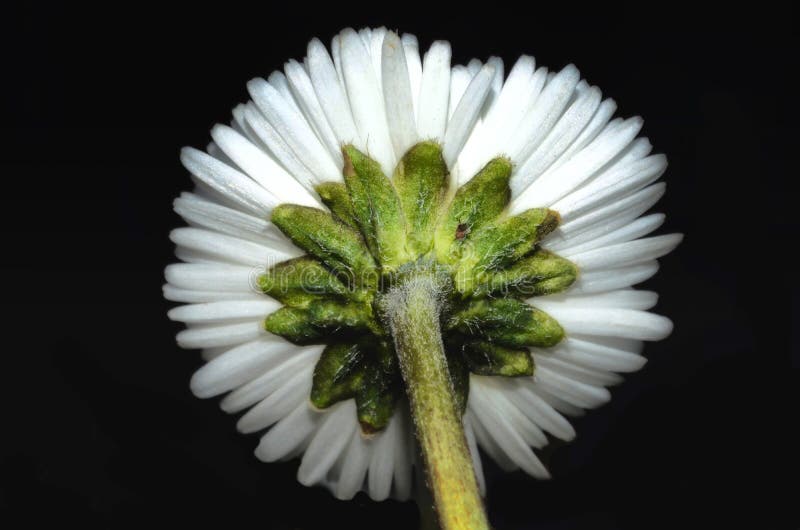 Back of Daisy. Behind a Daisy Flowers Against Green Landscape. Stock ...
