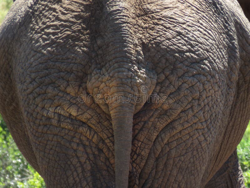3,622 Elephant Tail Photos - Free & Royalty-Free Stock Photos from ...