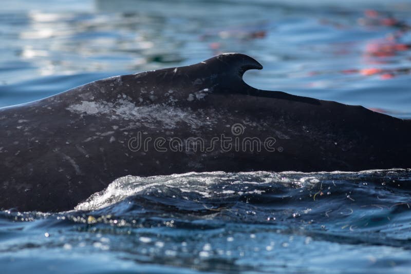 Closeup Back of Humpback Whale Stock Image - Image of nature, megaptera ...