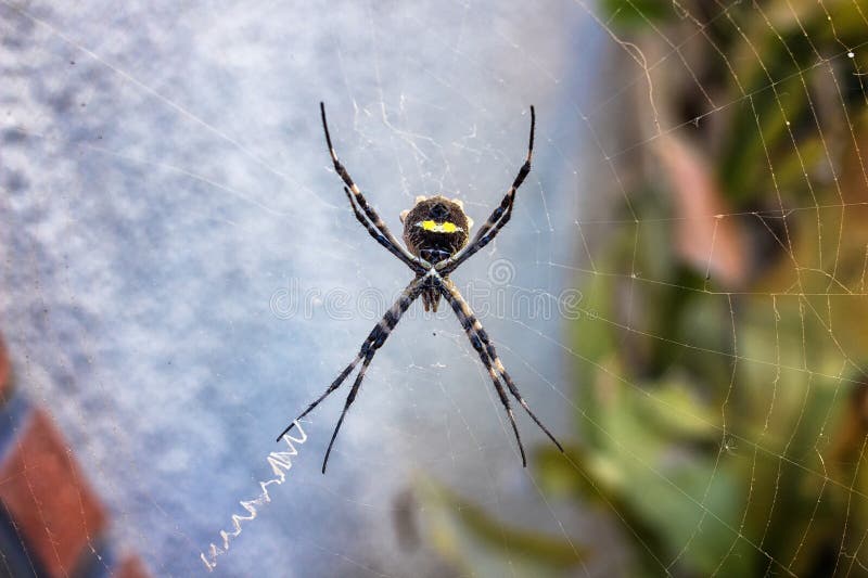 Closeup of the Back of a Spider Stock Photo - Image of black ...