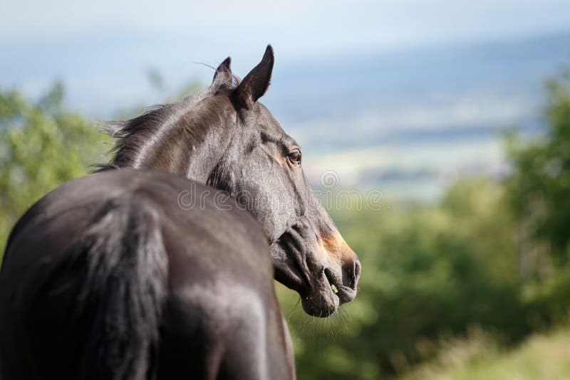 Closeup Back View of a Black Horse Stock Photo - Image of black, equine ...