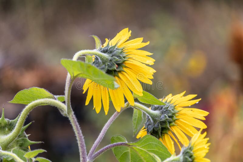 Closeup Back View of Sunflowers Stock Photo - Image of growth, natural ...