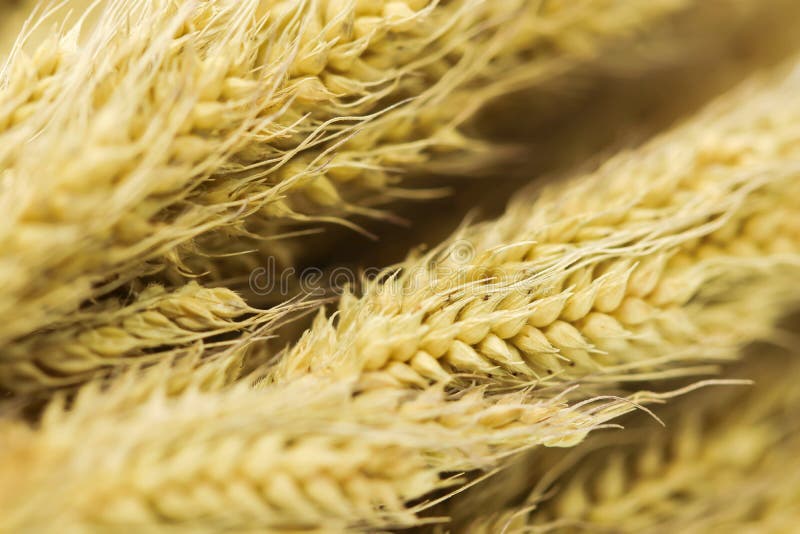 Closeup Of Background Group Brown Dry Grass On White Background Stock Image Image Of Plant