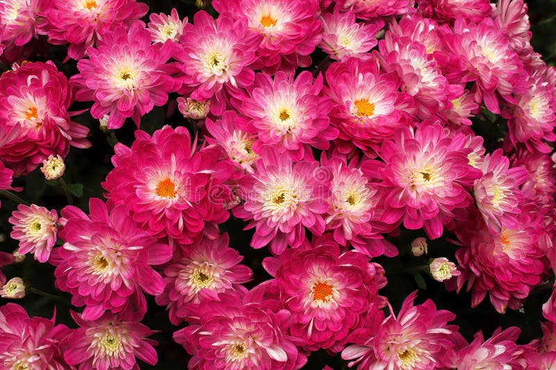 Closeup Background of Pink and White Garden Mums Stock Photo - Image of ...